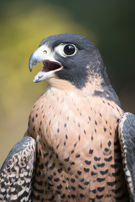 Ogden Nature Center - Cessna: Peregrine Falcon
