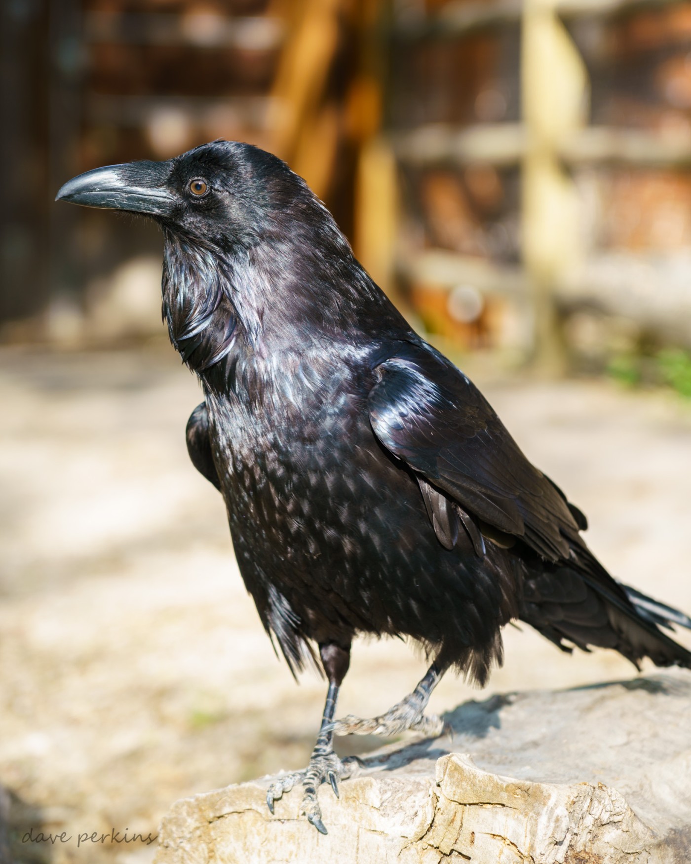 Ogden Nature Center - Cronk: Common Raven