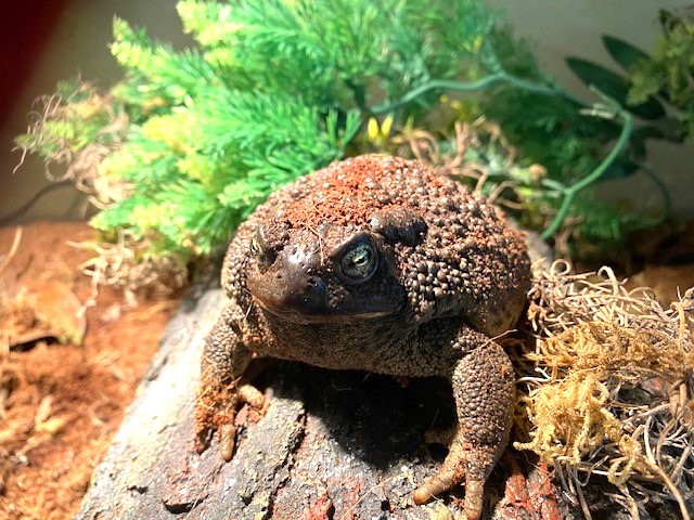 Ogden Nature Center - Delores: Woodhouse’s Toad