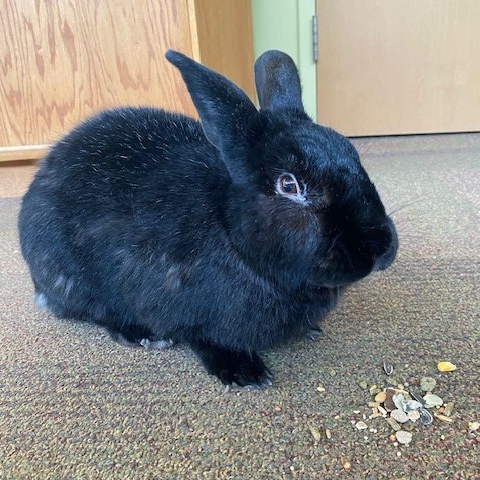 Ogden Nature Center - Lewis: Domestic Rabbit